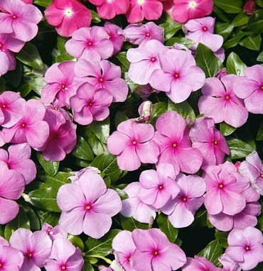 Рассада бальзамина — Купить оптом и в розницу | Center-flowers